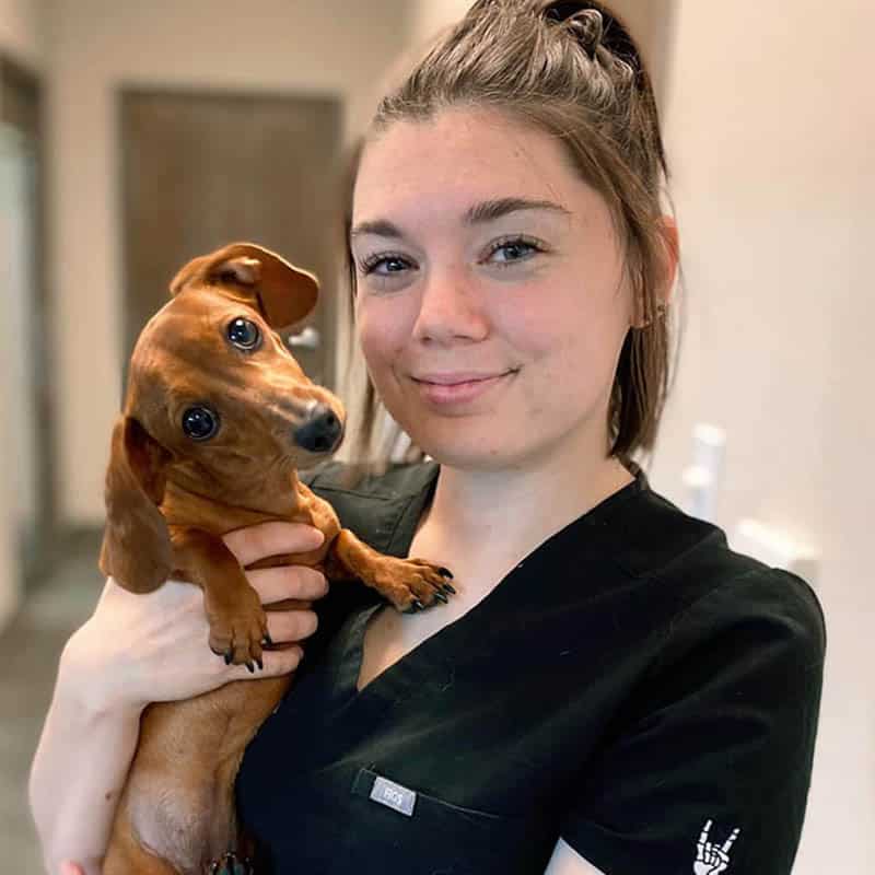Vaccines | Delaware Animal Clinic