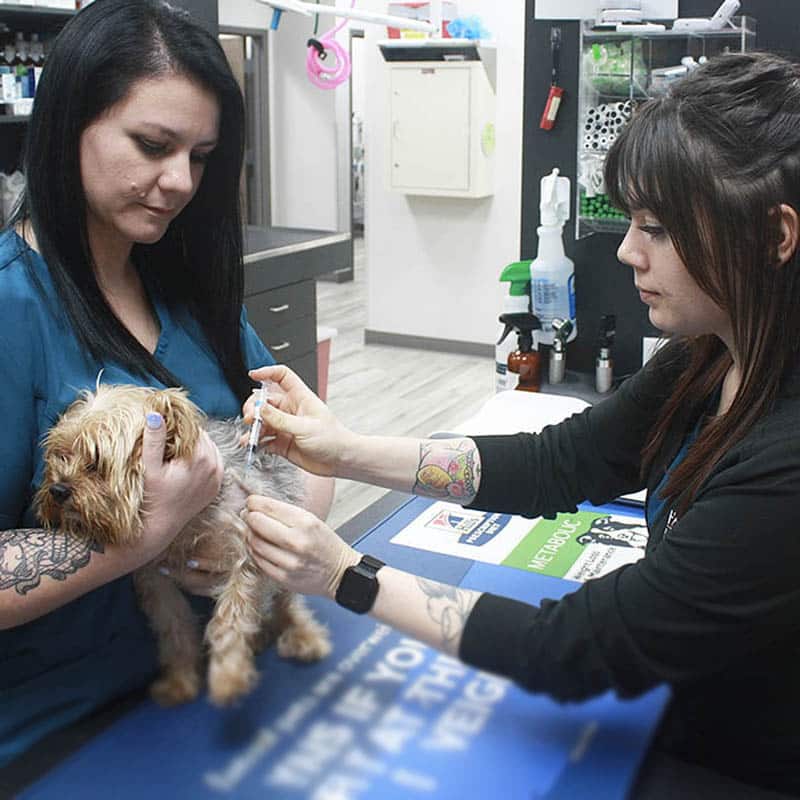 Vaccines Delaware Animal Clinic Vaccines Delaware Animal Clinic